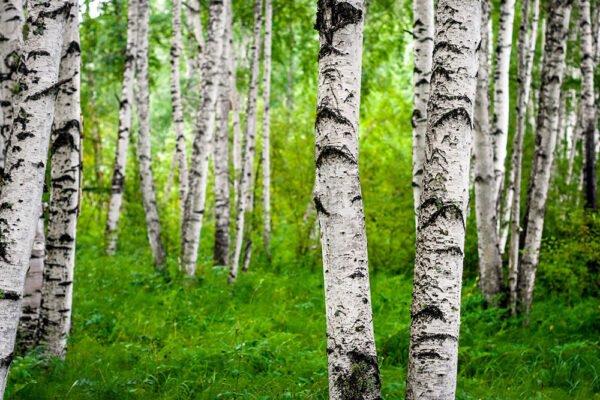 Silver Birch Tree Care in the UK – Expert Pruning & Maintenance